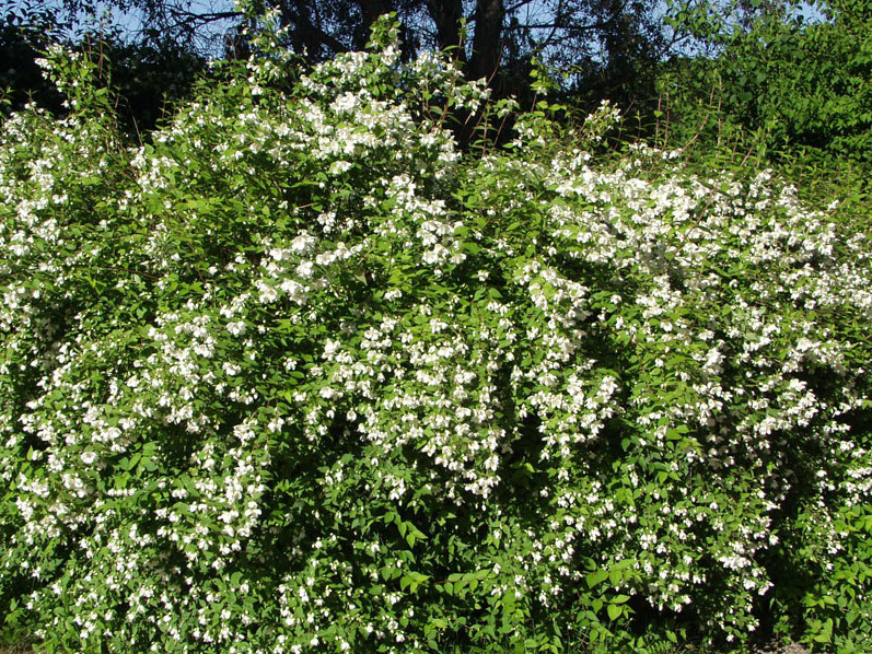 Pikkujasmike Avalanche Philadelphus x lemoinei - Pinsiön taimiston ...