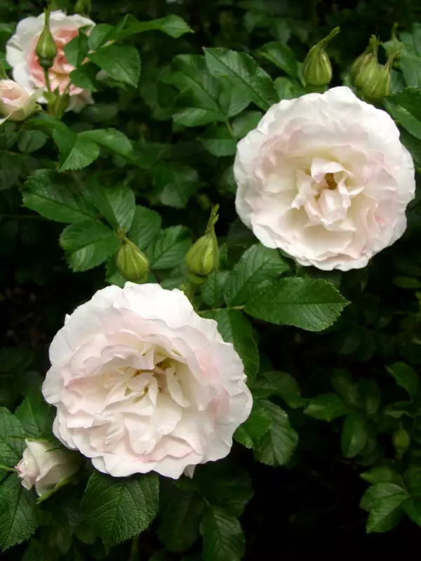 Tarhakurtturuusu Ritausma Rosa Rugosa-Ryhmä 'Ritausma' - Pinsiön ...