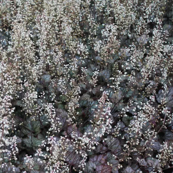 Haltiankukka Twilight Heucherella 'Twilight' - Pinsiön taimiston ...