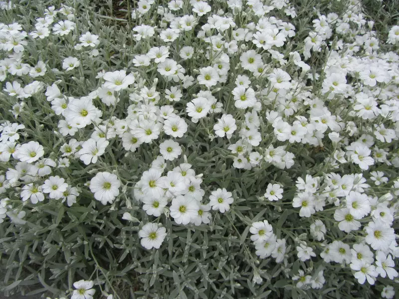Hopeah rkki Cerastium Tomentosum Pinsi n Taimiston Tuoteluettelo