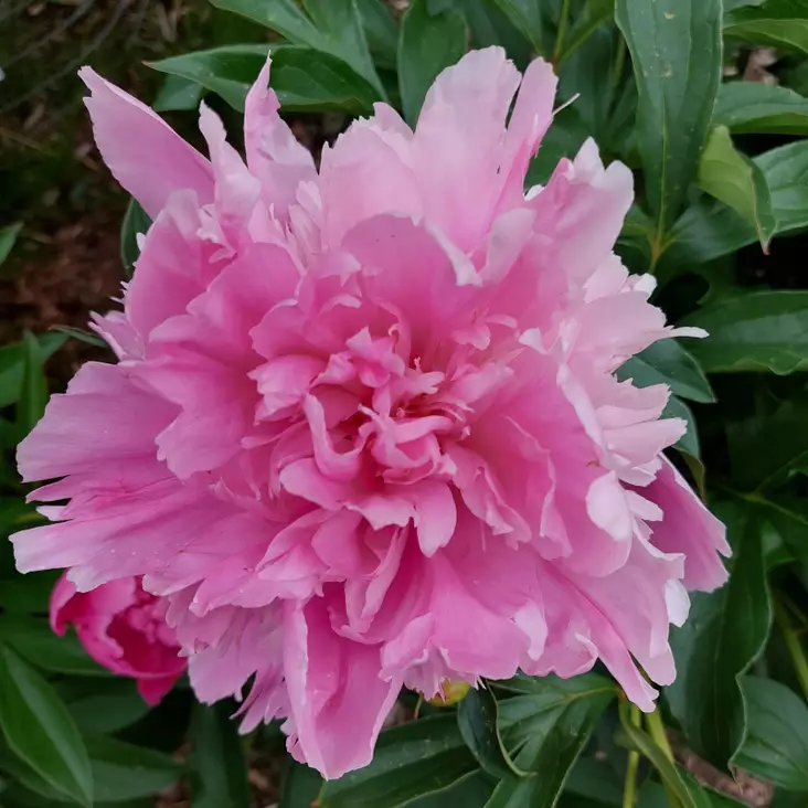 Kiinanpioni Monsieur Jules Elie Paeonia lactiflora 'Mons. Jules Elie ...