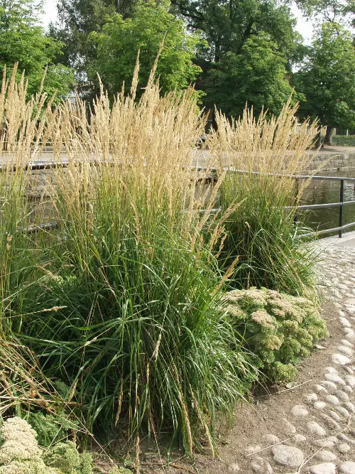 Koristekastikka Karl Foerster Calamagrostis X Acutiflora Karl Foerste Koristekastikka Karl Foerster Calamagrostis X Acutiflora Karl Foerste