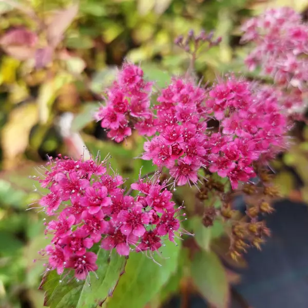 Japaninangervo Double Play® Red Spiraea 'Double Play® Red' - Pinsiön ...
